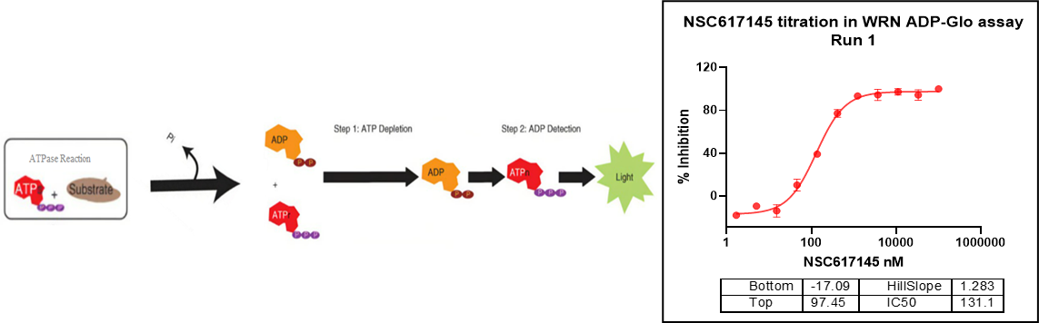 图 6 WRN ADP-Glo Assay