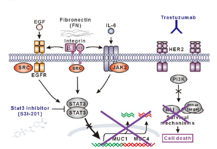 STAT3相关通路及其抑制剂、降解剂研究进展 - 爱思益普生物